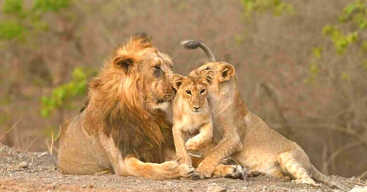 Erstwhile Princely Saved Gir's Lion Extinction Know His Untold Story