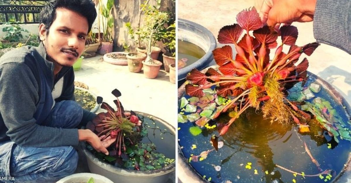 How To Grow Chestnut On Your Terrace In Tub Of Water