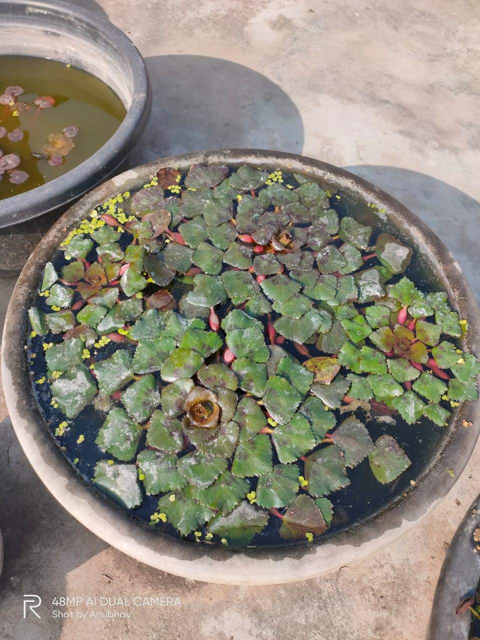 How To Grow Chestnut On Your Terrace In Tub Of Water