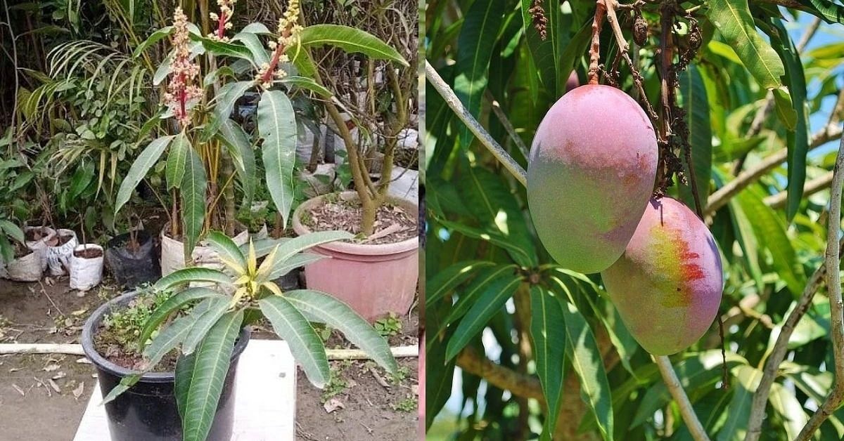 Grow Mango In Pot In Any Season And Get Organic Fruits