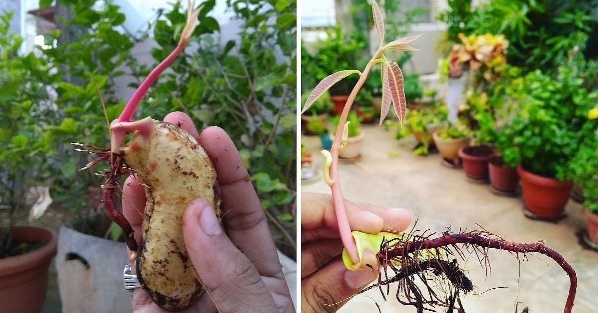 Grow Mango From Seed With 6 Easy Tips And Its Benefits