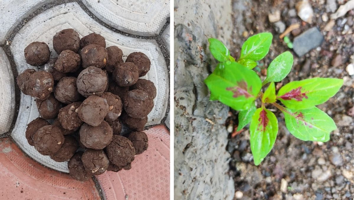 How To Make Seed Ball At Home For Tree Plantation In Monsoon