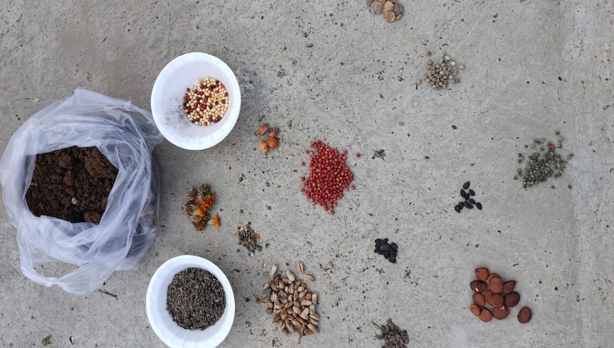 How To Make Seed Ball At Home For Tree Plantation In Monsoon