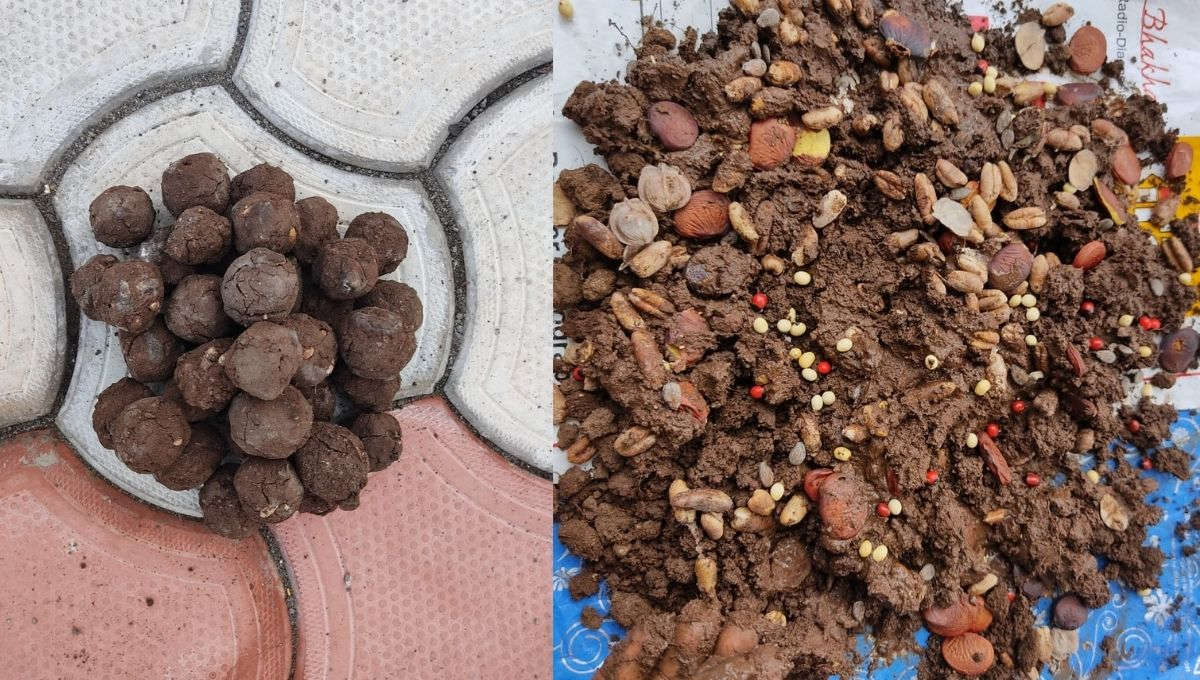 How To Make Seed Ball At Home For Tree Plantation In Monsoon