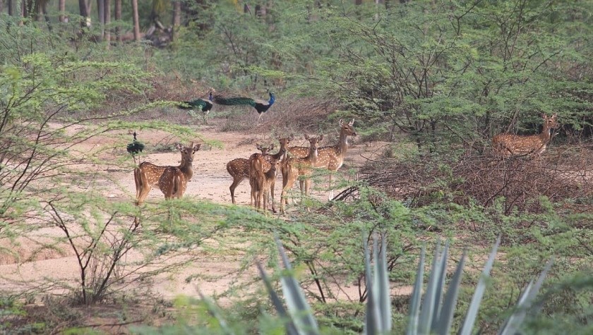 Saving Wild Animals Deer Population Conservation Efforts By Farmer