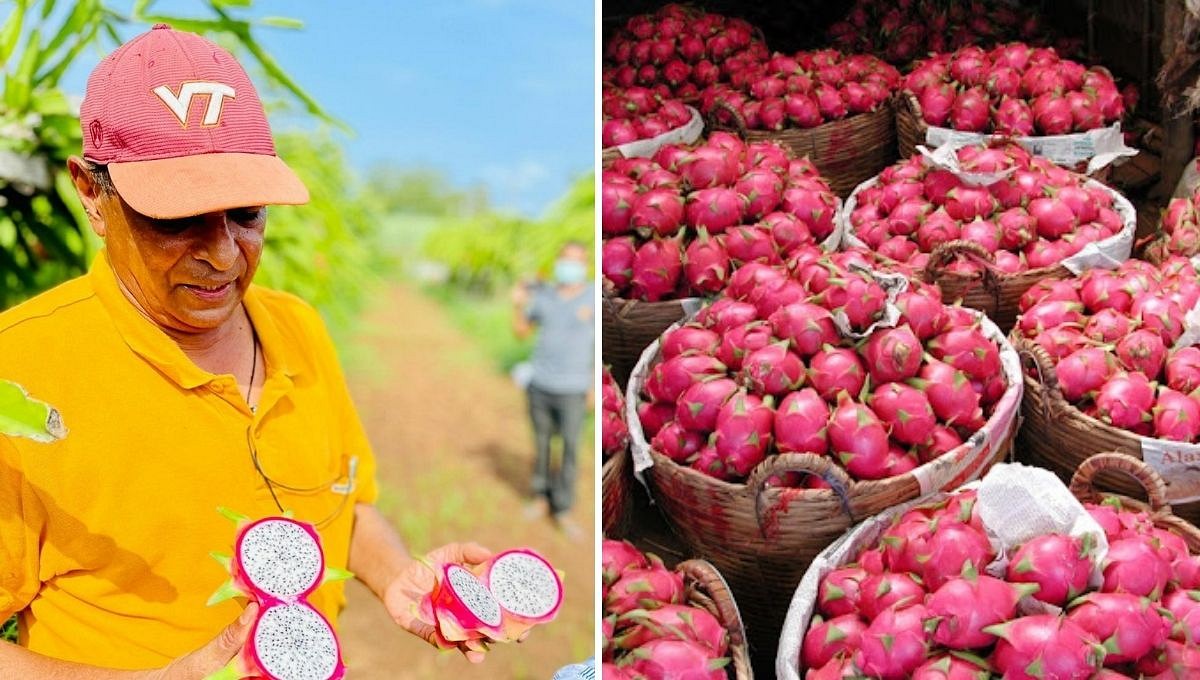 Growing Varieties Of Dragon Fruit Farming By Surat Cultivator Farmer
