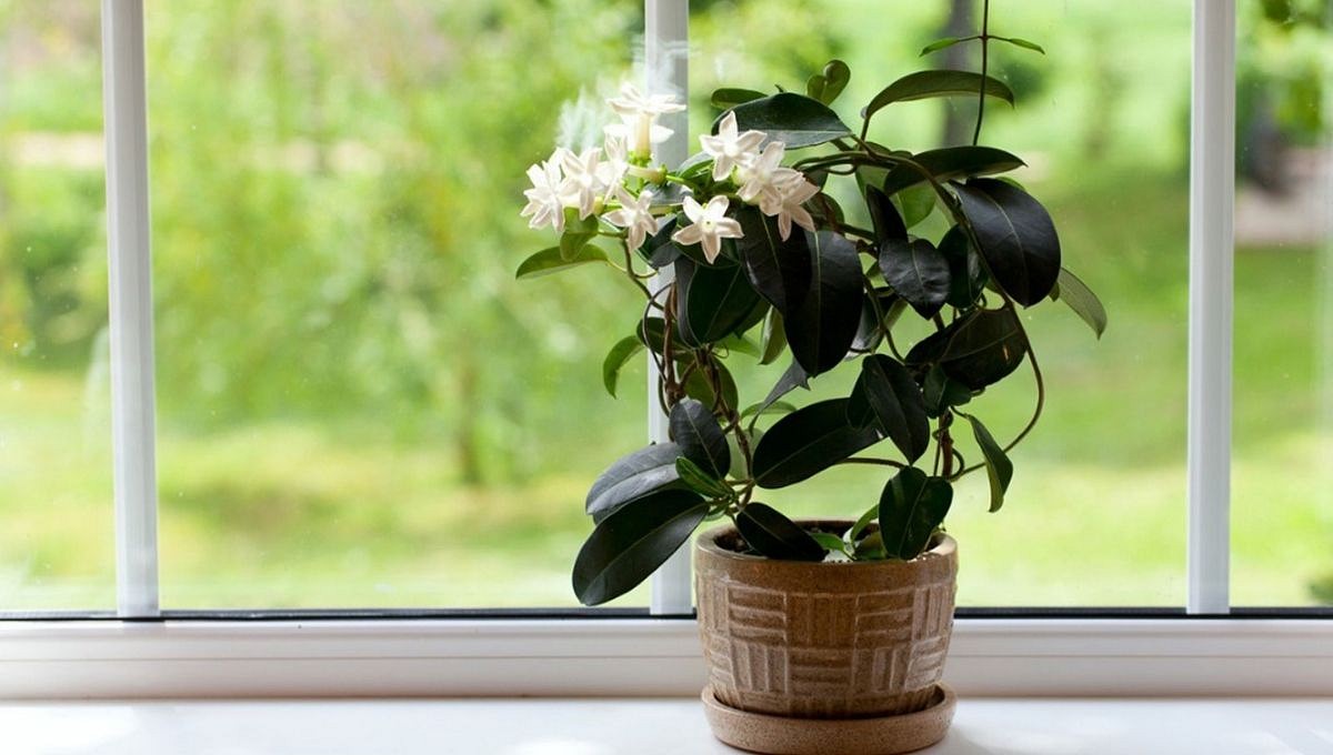 How To Grow Mogra In Pot Home With Cutting Care Benefits