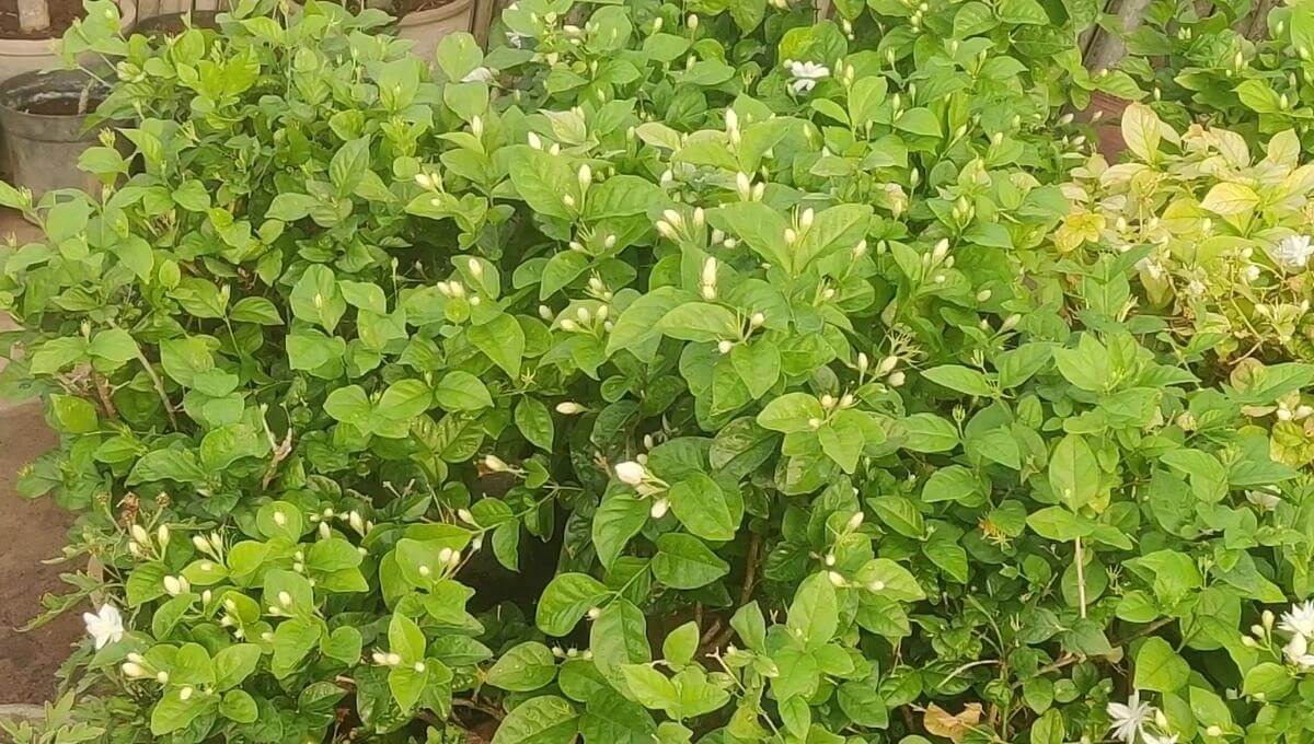 How To Grow Mogra In Pot Home With Cutting Care Benefits