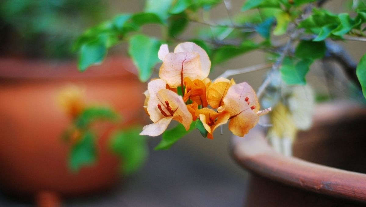 How To Grow Bougainvillea From Cutting Tips By Gardening Expert