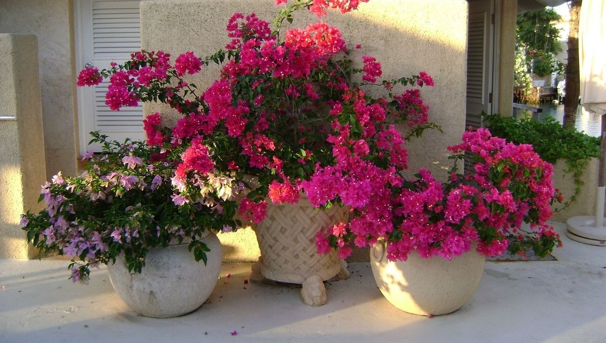 How To Grow Bougainvillea From Cutting Tips By Gardening Expert